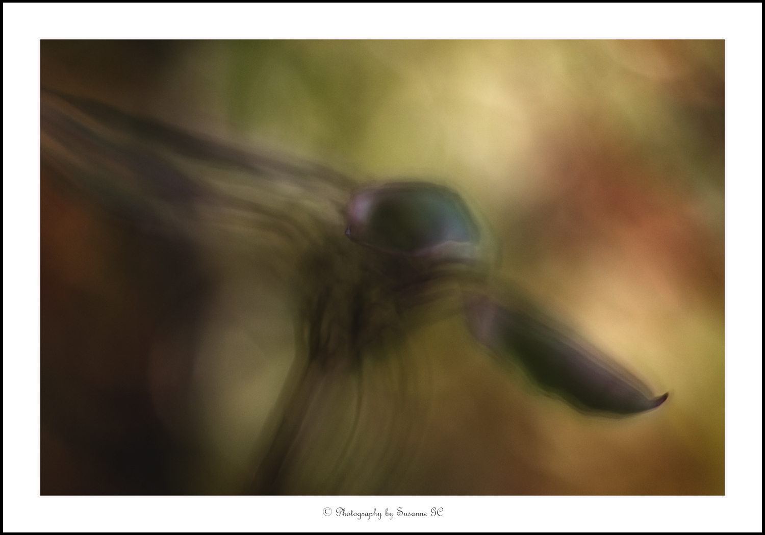 Musfest under rumpan… – Susanne Granholm Carter