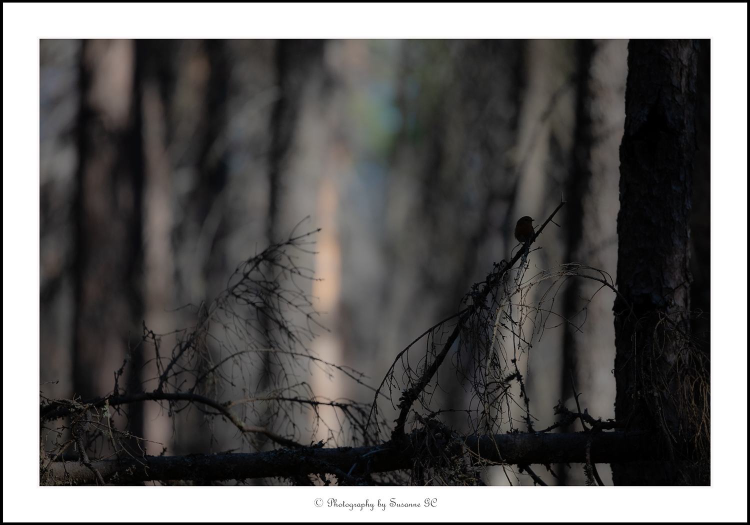 Musfest under rumpan… – Susanne Granholm Carter